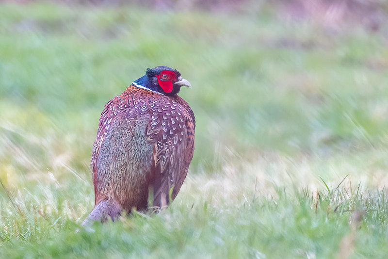 Fasane fotografieren – Outdoorfotografie